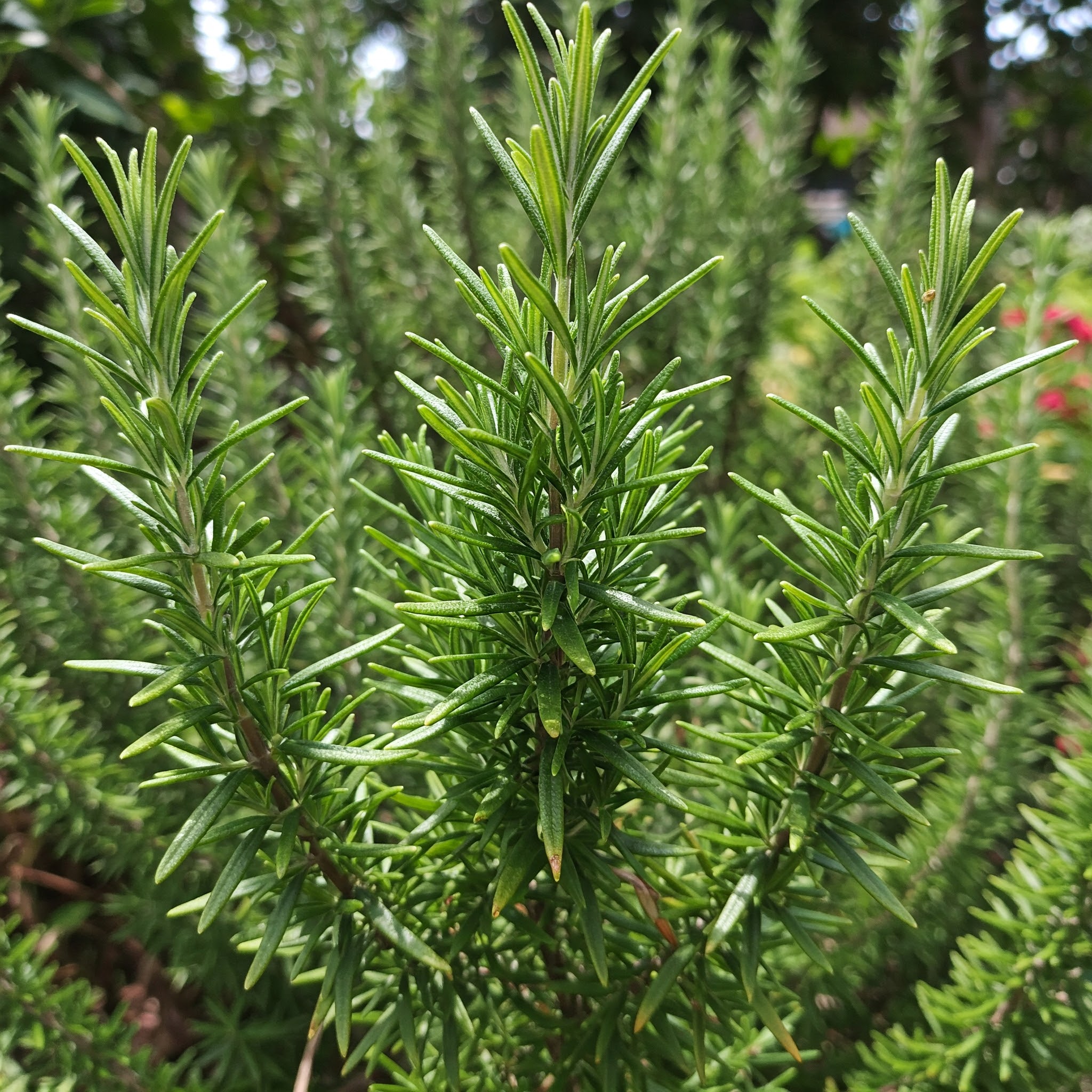 ¿Para qué sirve el romero en la salud? Beneficios digestivos y más